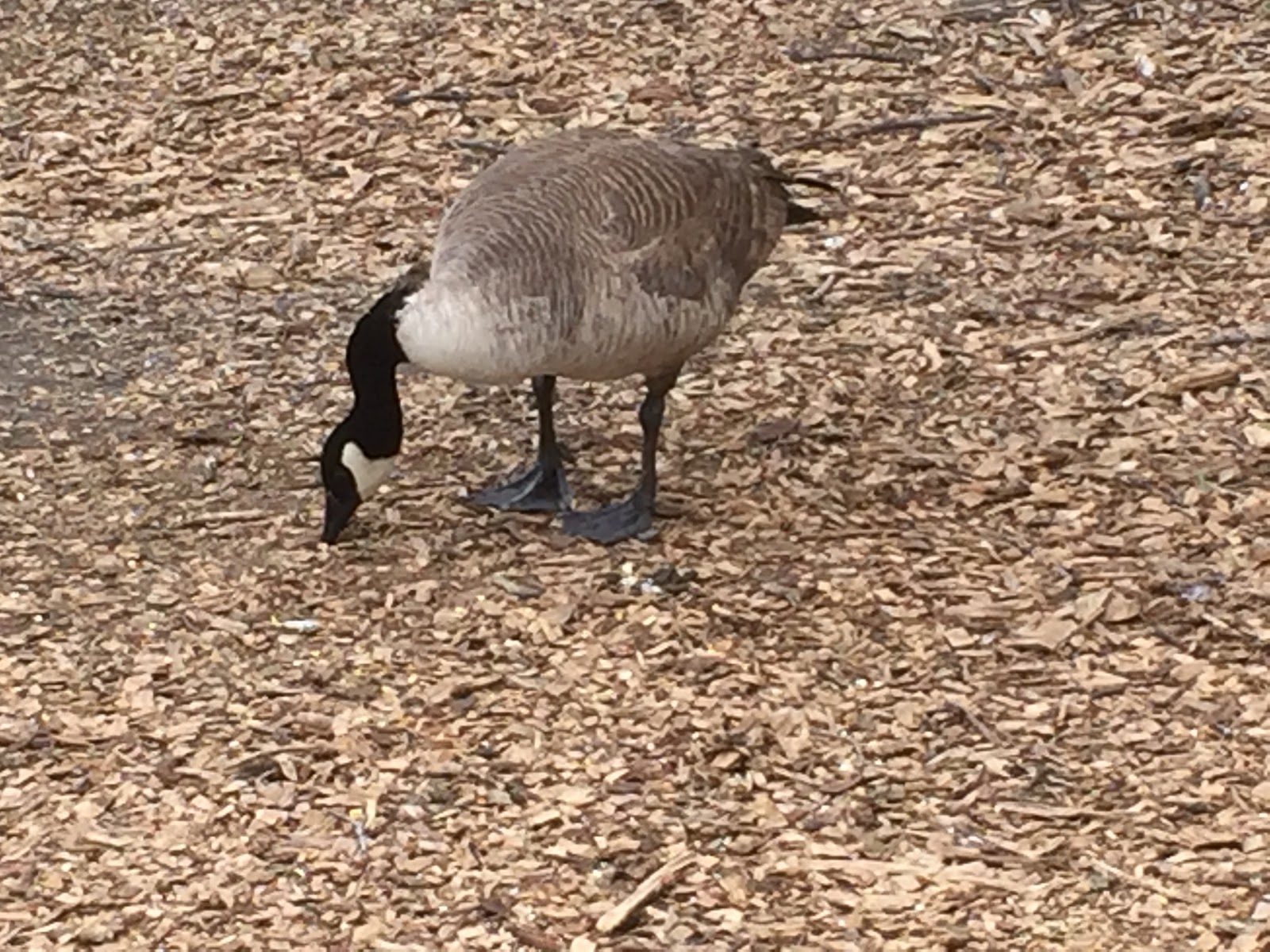 Geese - So I Was Thinking