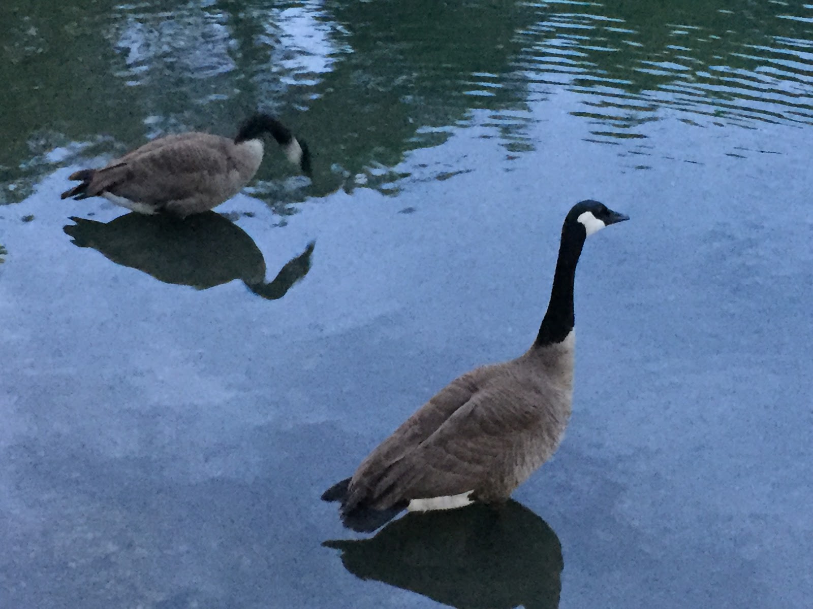 Geese – So I Was Thinking