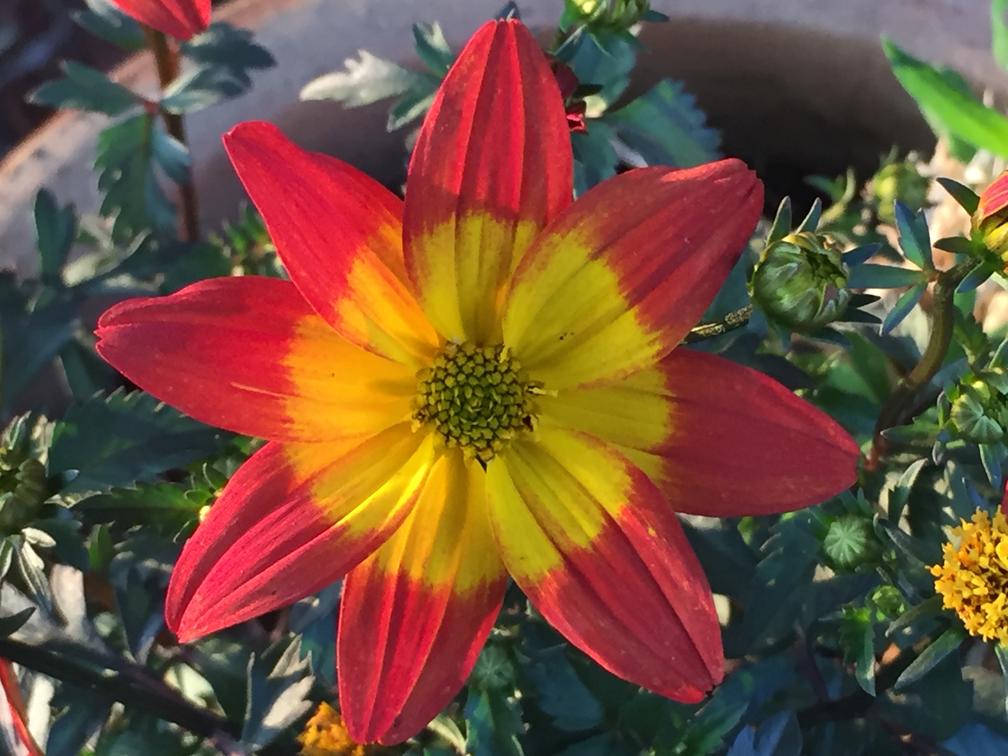 flower gallery – Page 6 – So I Was Thinking