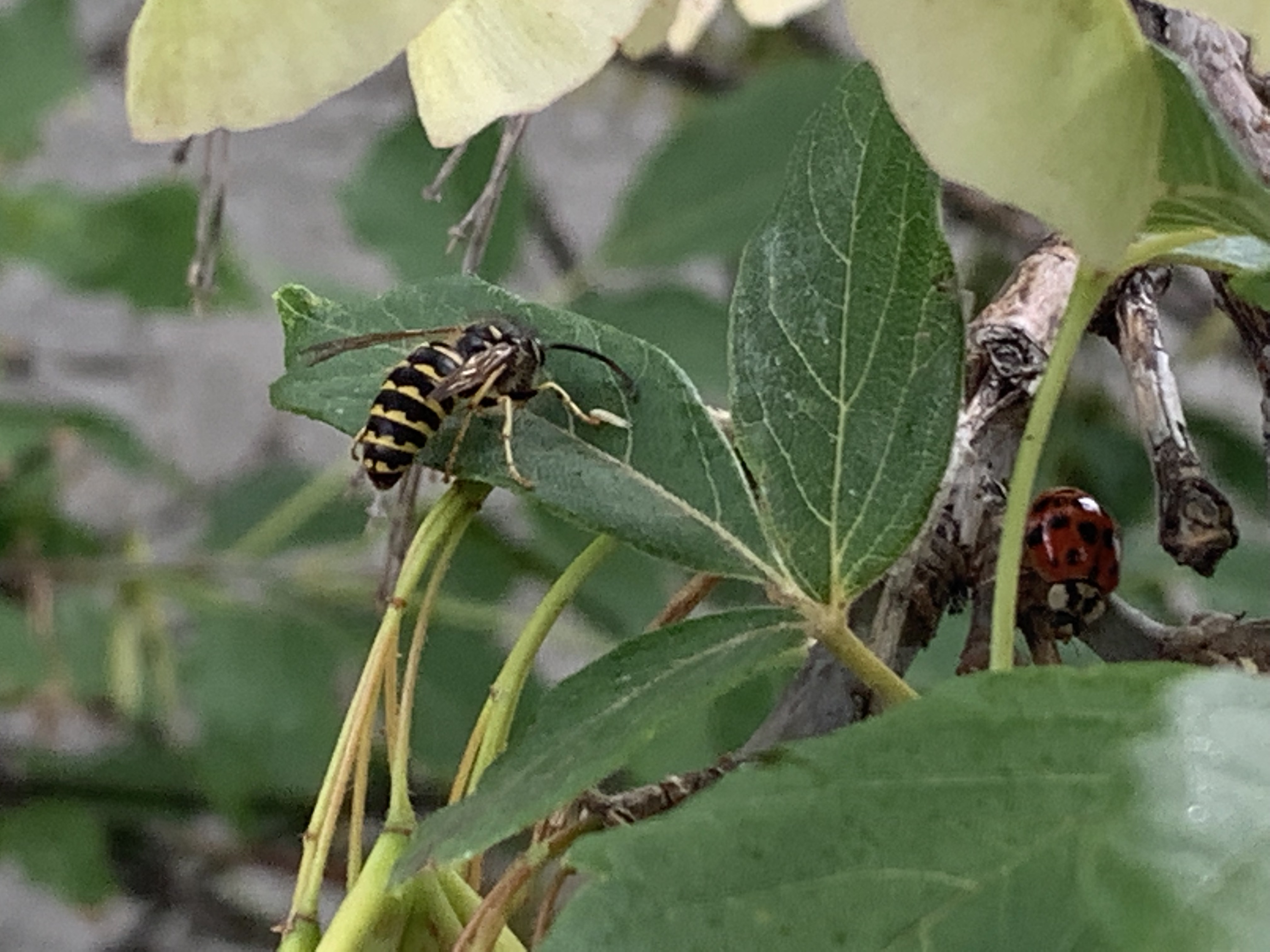 Little Creatures - So I Was Thinking